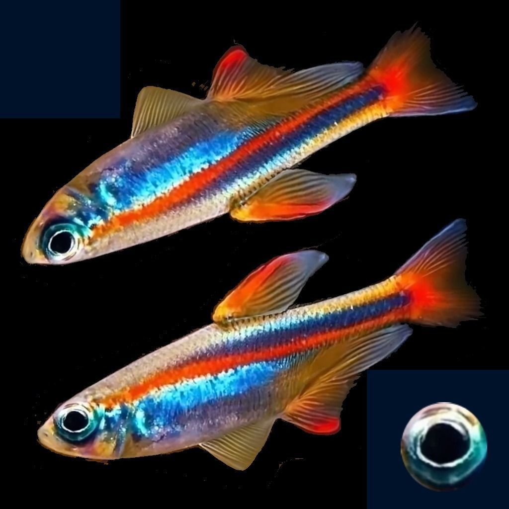3D Animated And Textured And Fully Rigged Tetra Fish Models 3D model ...