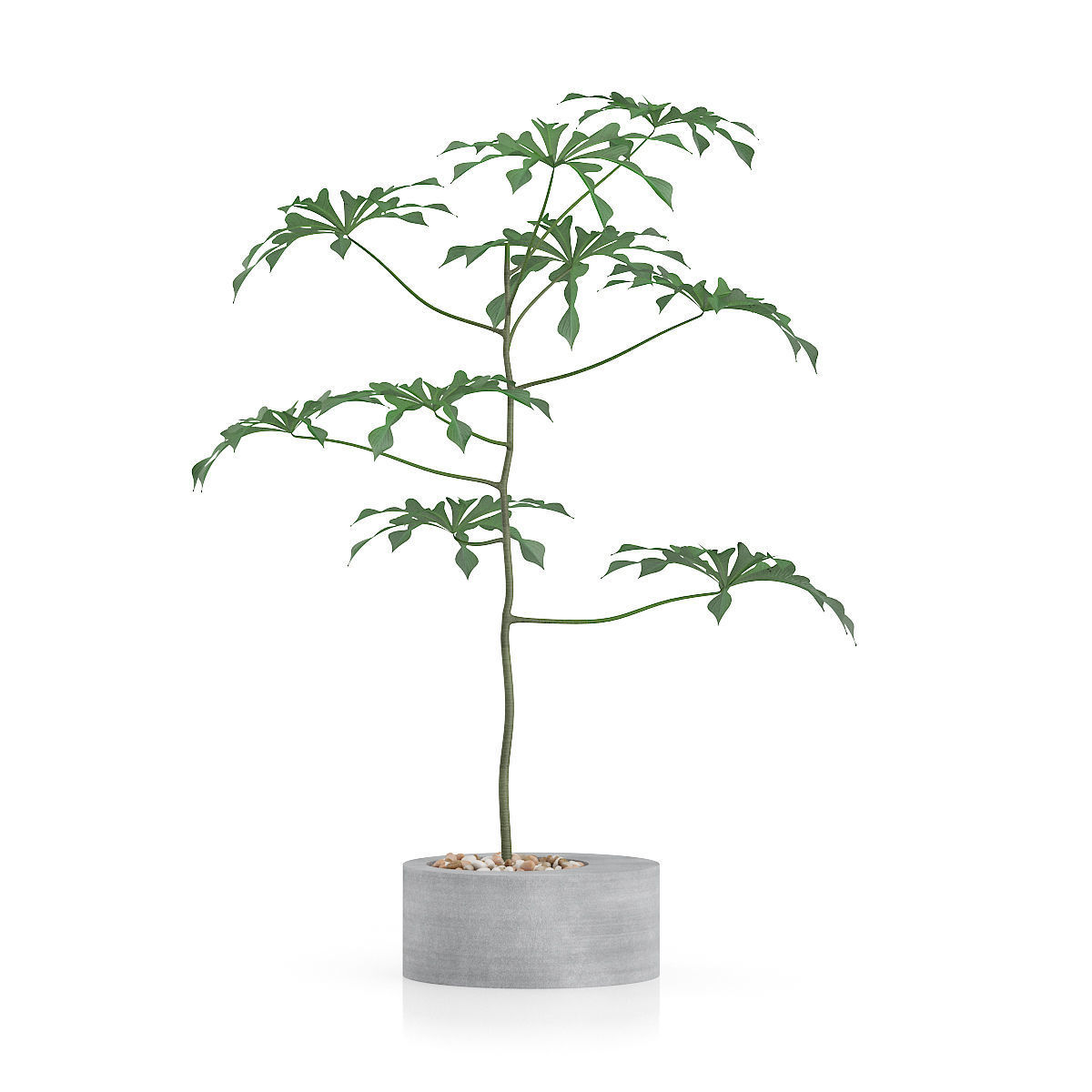 high poly plant 3D model | CGTrader