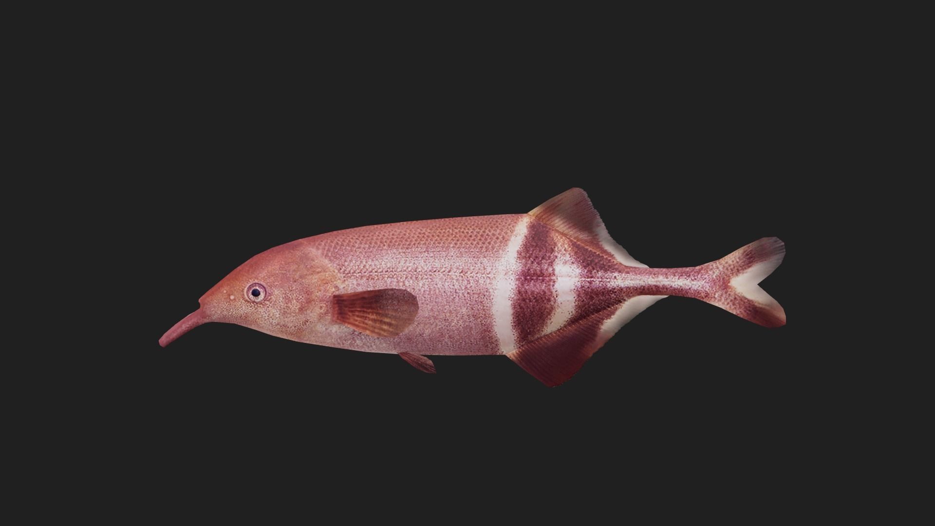 3D model Elephant fish VR / AR / low-poly | CGTrader