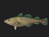 3D model Greenlandcod VR / AR / low-poly | CGTrader