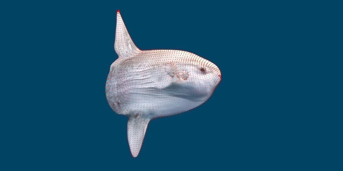 Ocean Sunfish Mola 3D model animated rigged | CGTrader