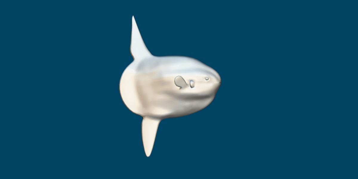 Ocean Sunfish Mola 3D model animated rigged | CGTrader