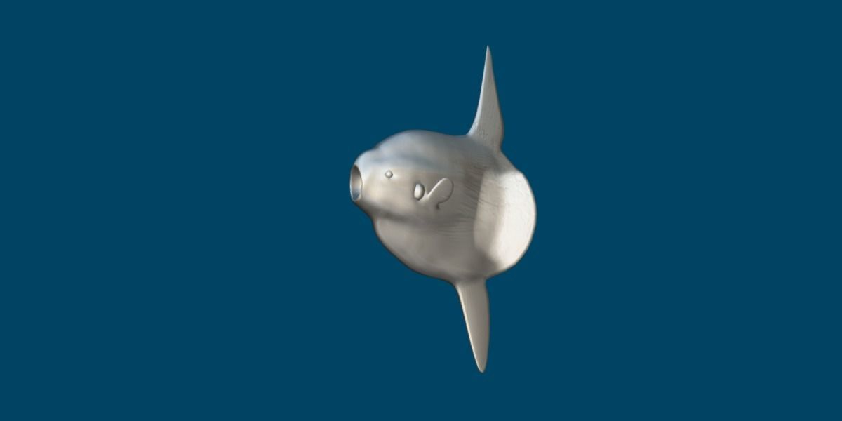 Ocean Sunfish Mola 3D model animated rigged | CGTrader