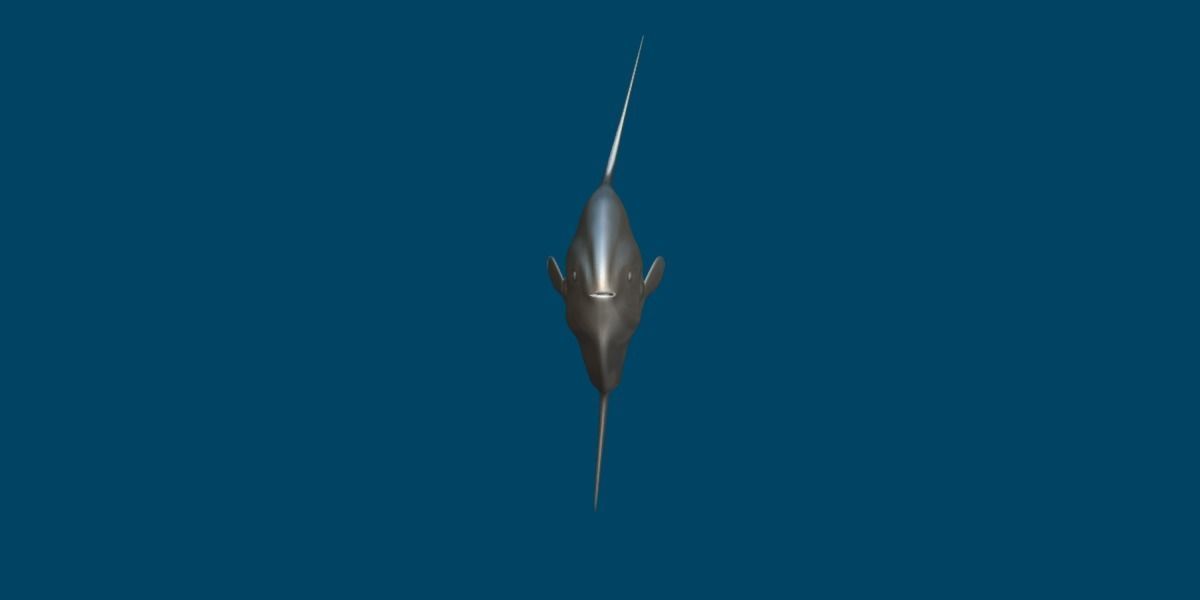 Ocean Sunfish Mola 3D model animated rigged | CGTrader