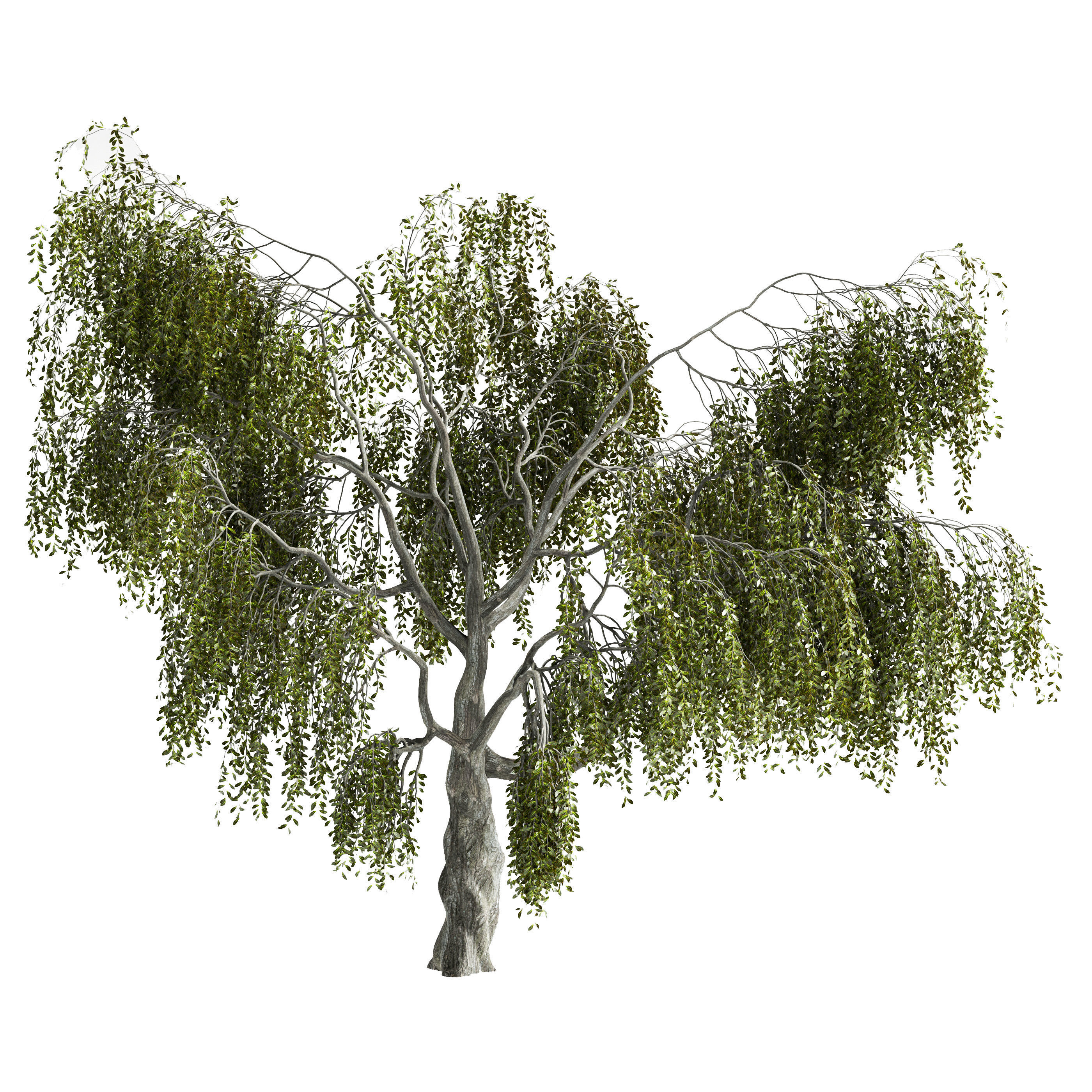 Fantasy weeping tree 3D model | CGTrader