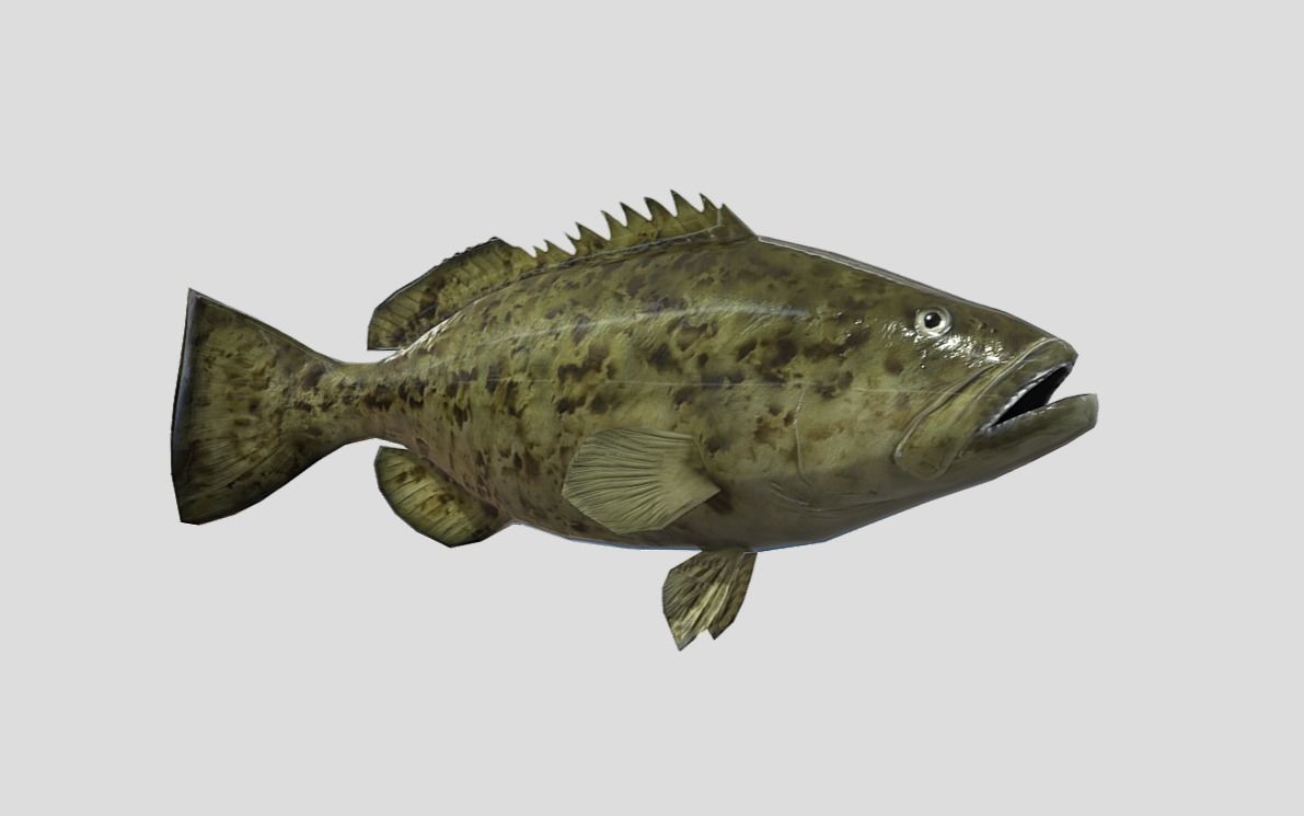 3D model Goliath Grouper Realistic Animated VR / AR / low-poly | CGTrader