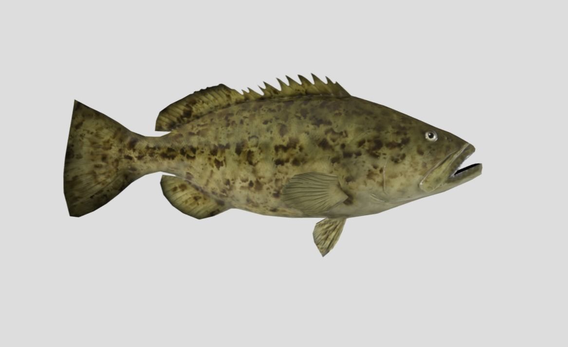 3D model Goliath Grouper Realistic Animated VR / AR / low-poly | CGTrader