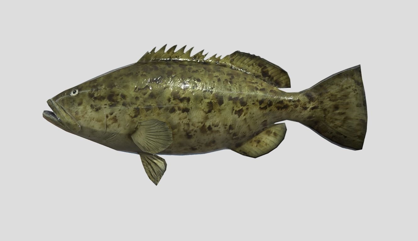 3D model Goliath Grouper Realistic Animated VR / AR / low-poly | CGTrader