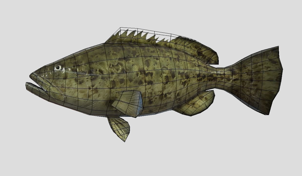 3D model Goliath Grouper Realistic Animated VR / AR / low-poly | CGTrader