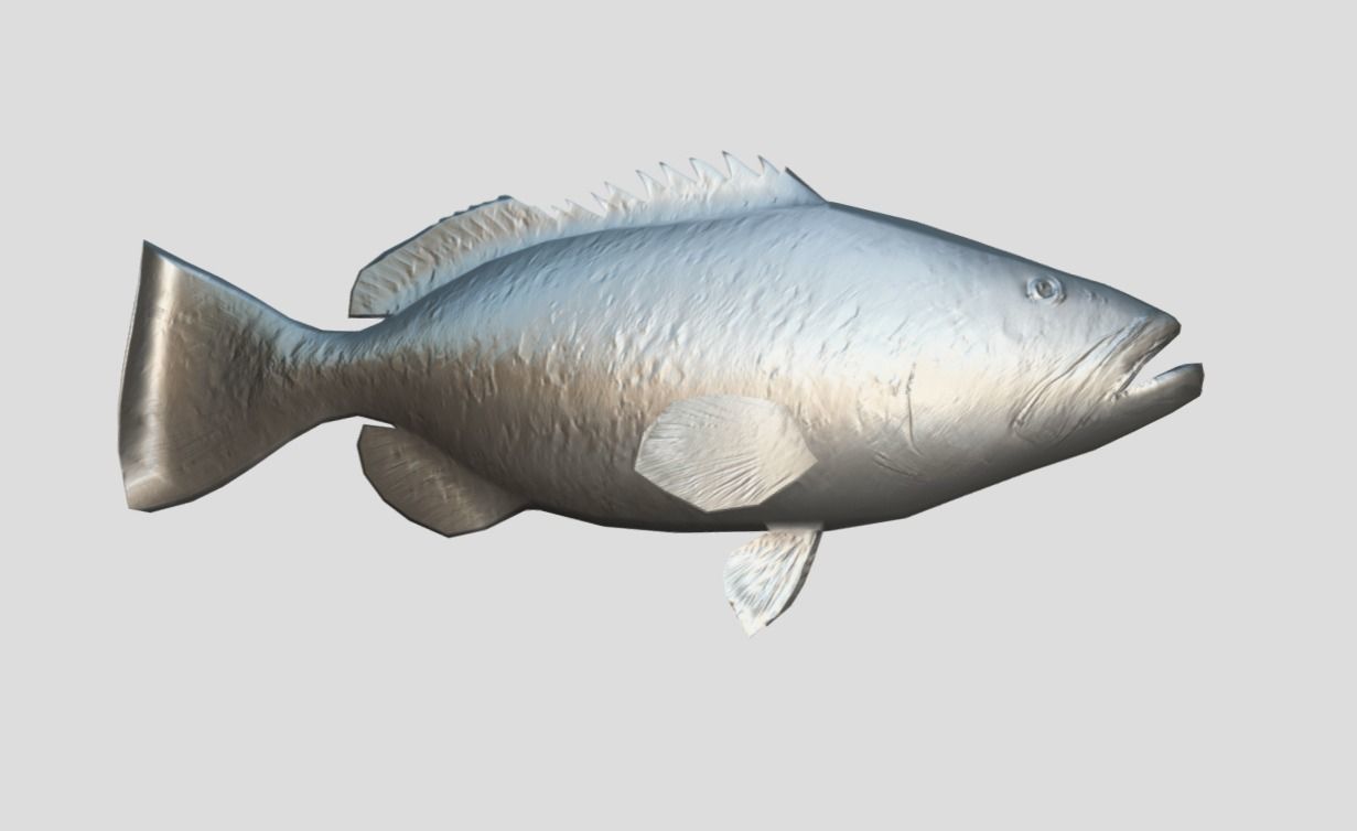 3D model Goliath Grouper Realistic Animated VR / AR / low-poly | CGTrader