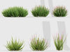 Calluna vulgaris Scotch heather 3D model | CGTrader