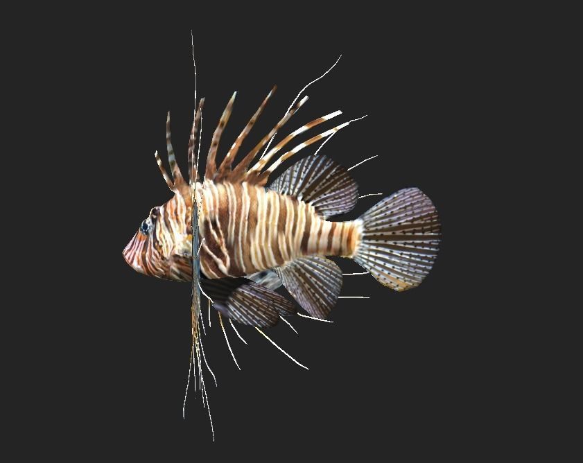 3D model Lionfish Realistic Animated VR / AR / low-poly | CGTrader