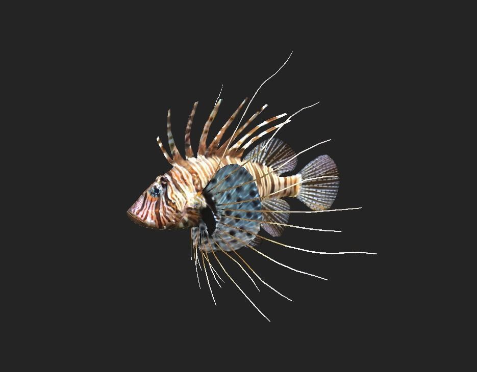 3D model Lionfish Realistic Animated VR / AR / low-poly | CGTrader