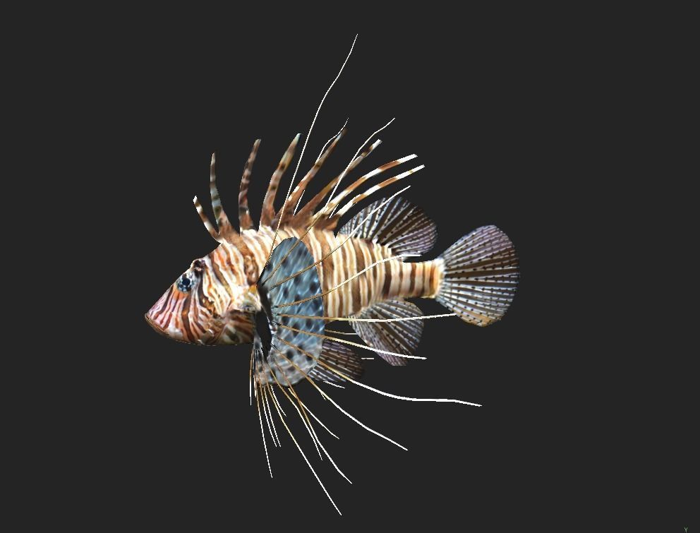 3D model Lionfish Realistic Animated VR / AR / low-poly | CGTrader