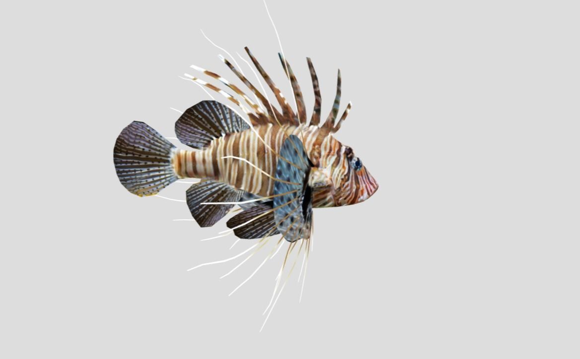 3D model Lionfish Realistic Animated VR / AR / low-poly | CGTrader