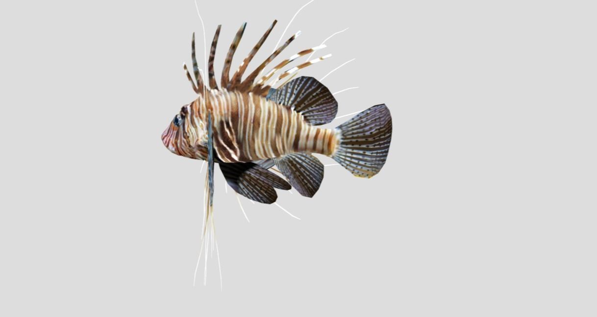 3D model Lionfish Realistic Animated VR / AR / low-poly | CGTrader