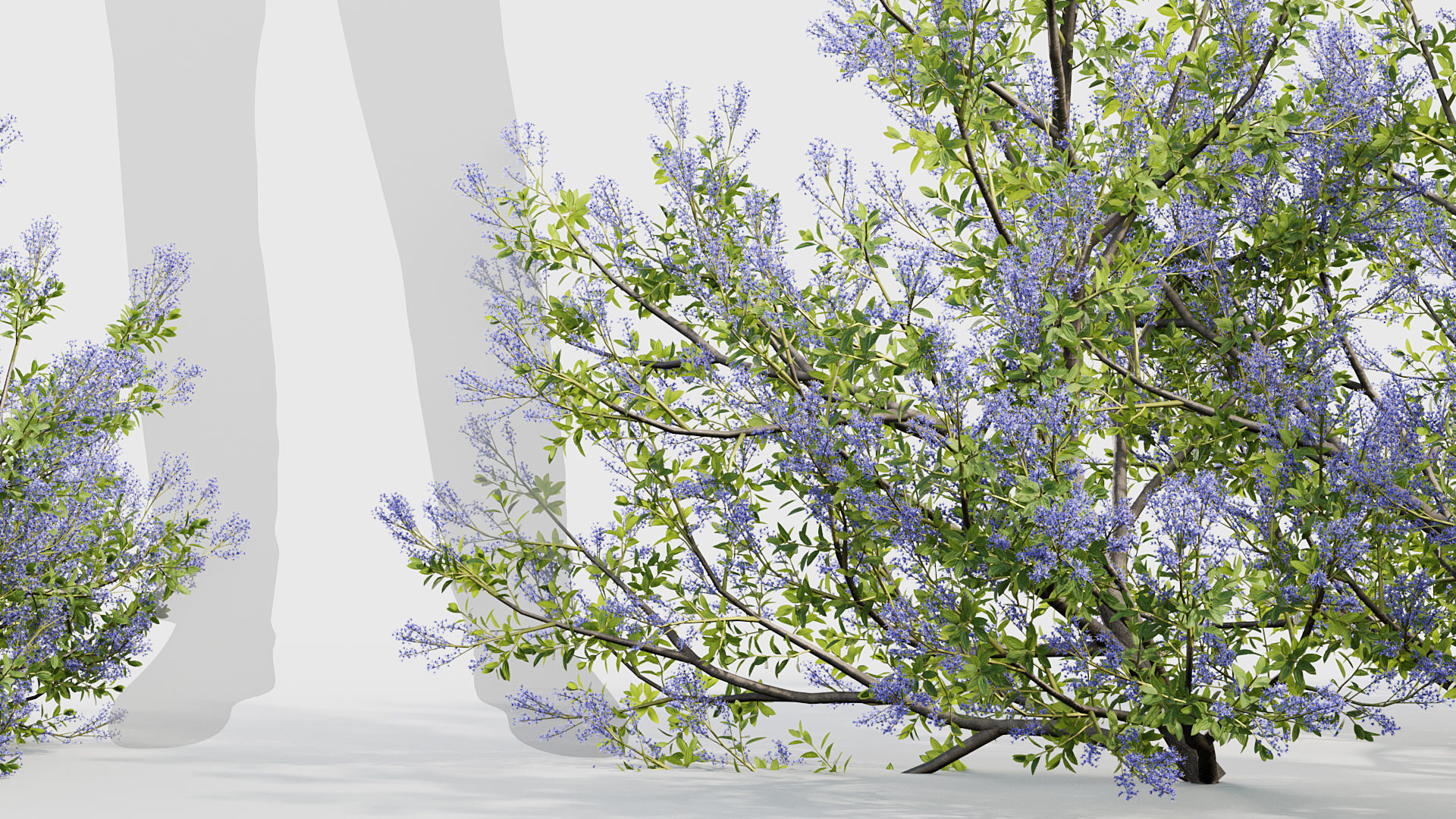 Californian lilac Ceanothus spp 3D model | CGTrader