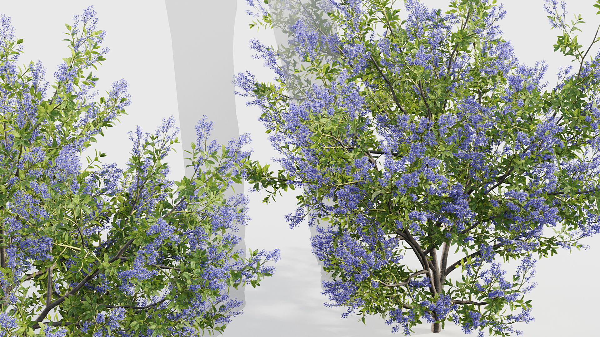 Californian lilac Ceanothus spp 3D model | CGTrader