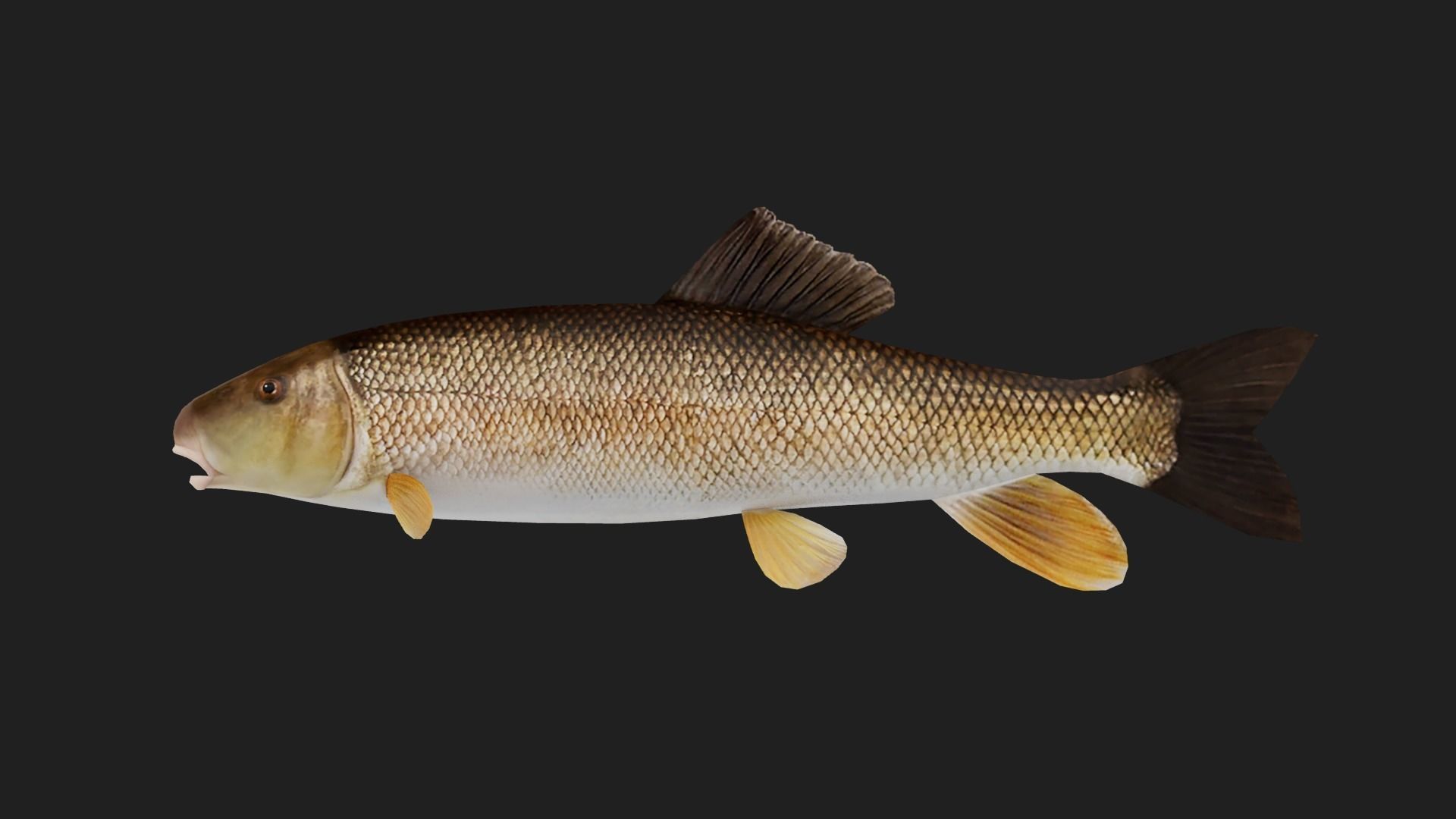 3D model Carp fish VR / AR / low-poly | CGTrader