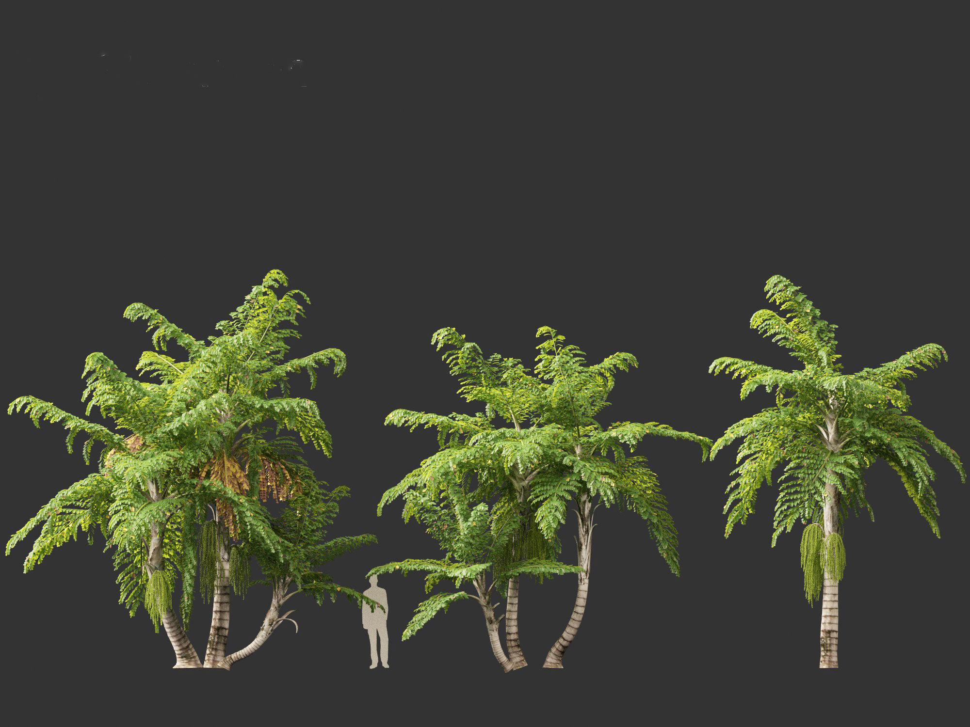 Caryota mitis - Fishtail Palm 3D model | CGTrader