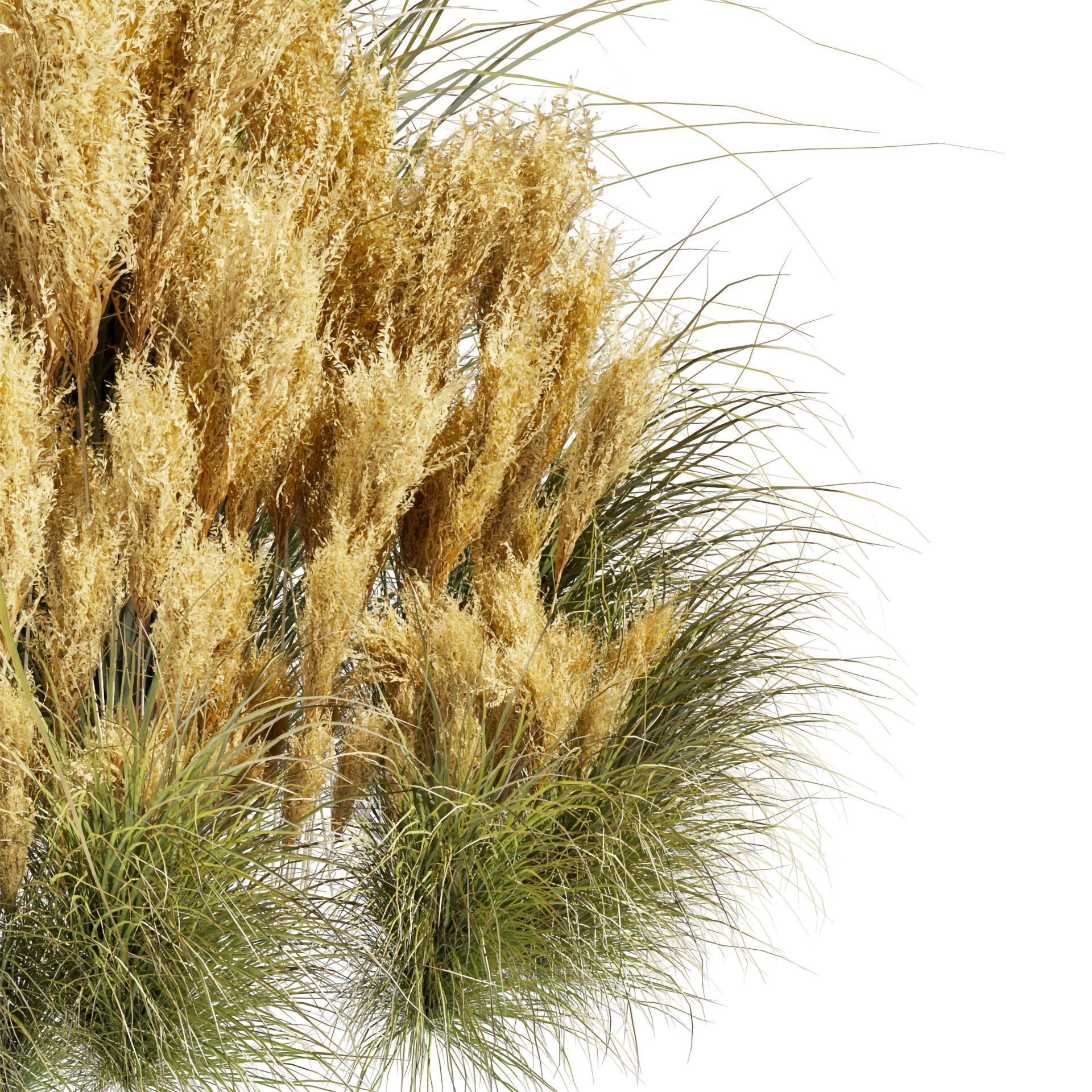 Collection plant vol 509 - grass - Switchgrass 3D model | CGTrader