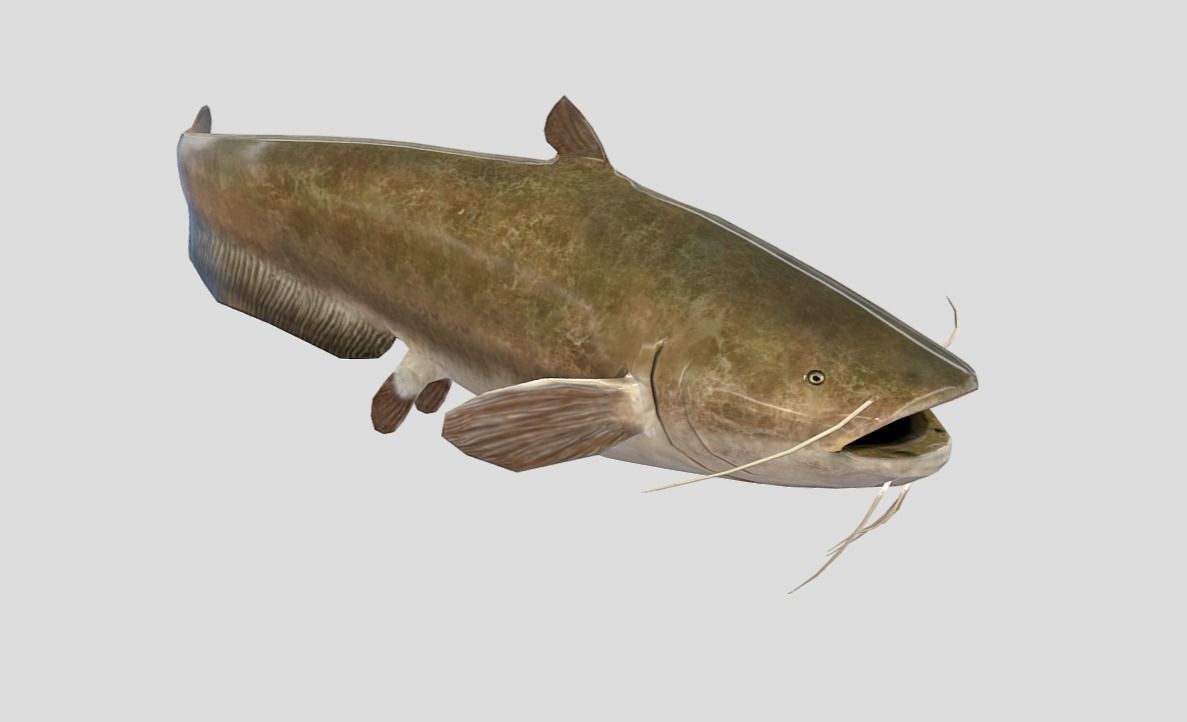3D model Catfish Realistic Animated VR / AR / low-poly | CGTrader