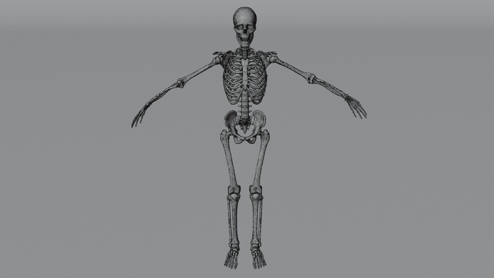 3D model Sceleton rigged pack VR / AR / low-poly | CGTrader