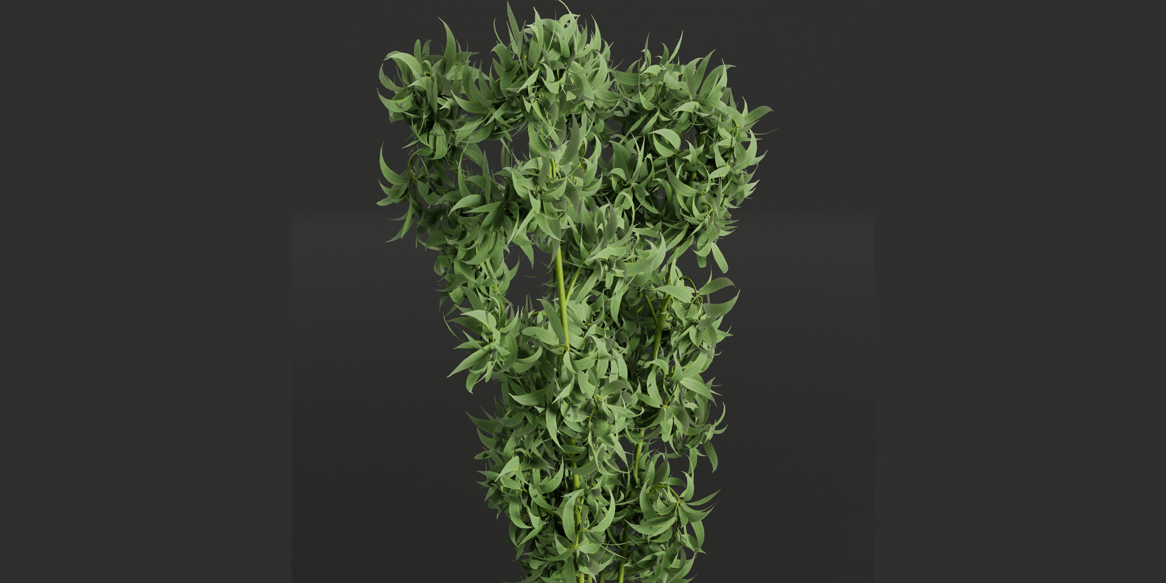 indoor plants collection vol 26-Blender 3D model | CGTrader
