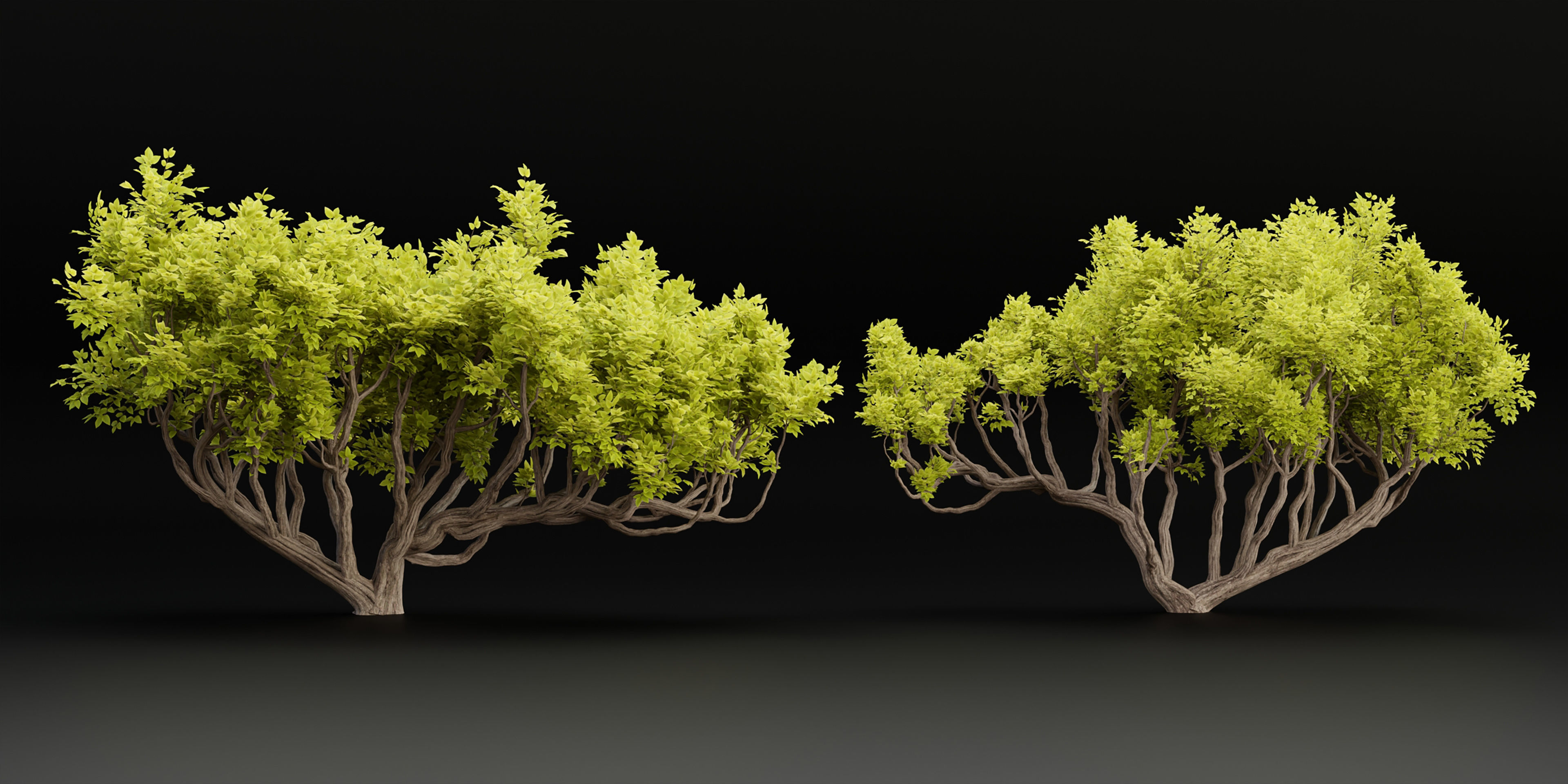 Australian trees collection vol 29-Blender 3D model | CGTrader