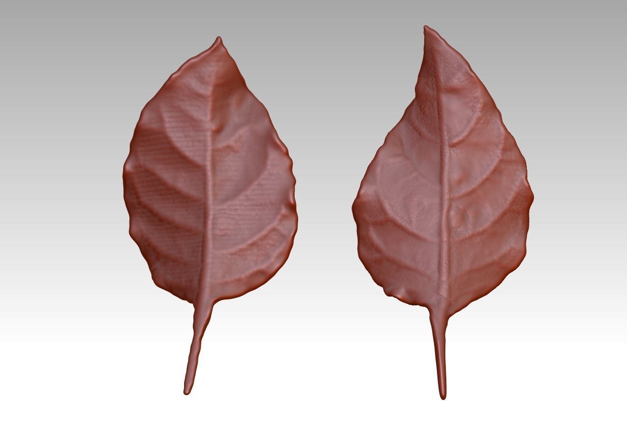 3D printing STL Leaf sculpture 3D diagram ZBrus Leaf brush 3D model 3D ...