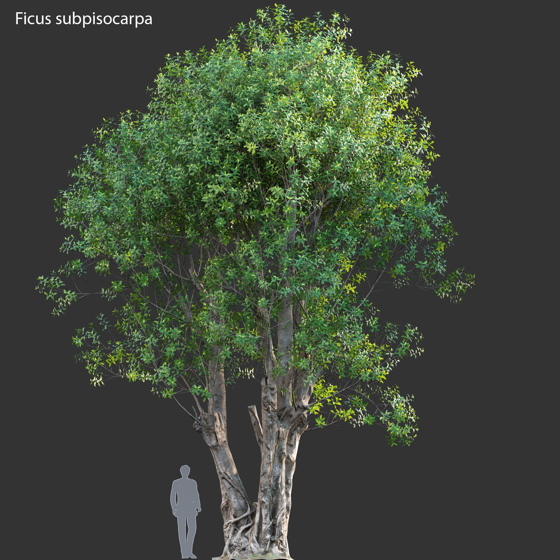 Ficus subpisocarpa - Ficus pisocarpa Blume 3D model | CGTrader