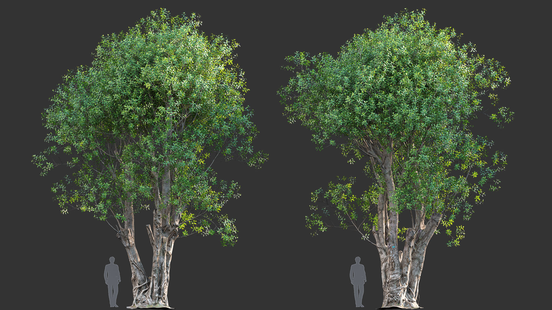 Ficus subpisocarpa - Ficus pisocarpa Blume 3D model | CGTrader