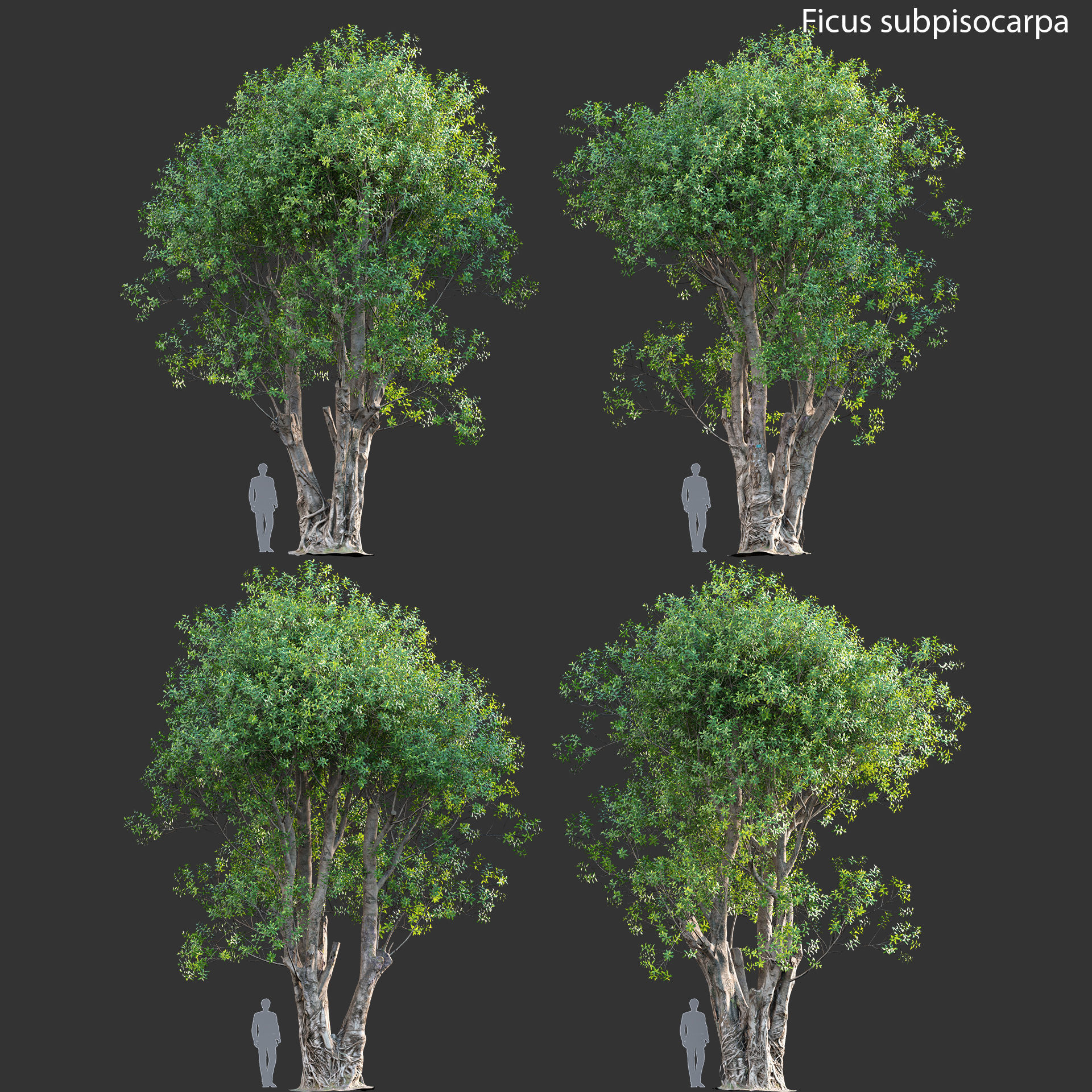 Ficus subpisocarpa - Ficus pisocarpa Blume 3D model | CGTrader