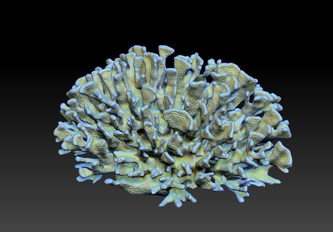 Coralfish 3D model 3D printable | CGTrader