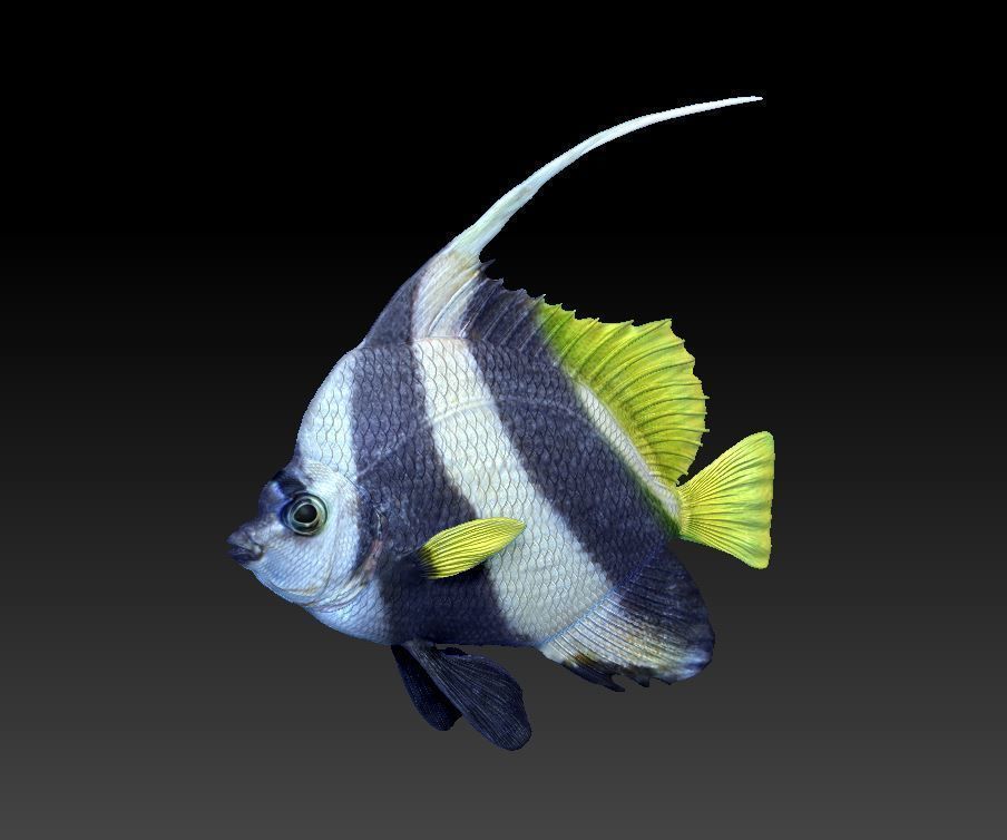 Coralfish 3D model 3D printable | CGTrader
