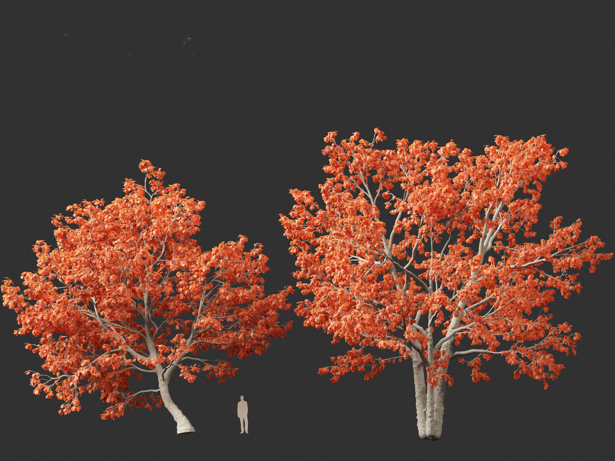 Quercus rubra - the northern red oak 3D model | CGTrader