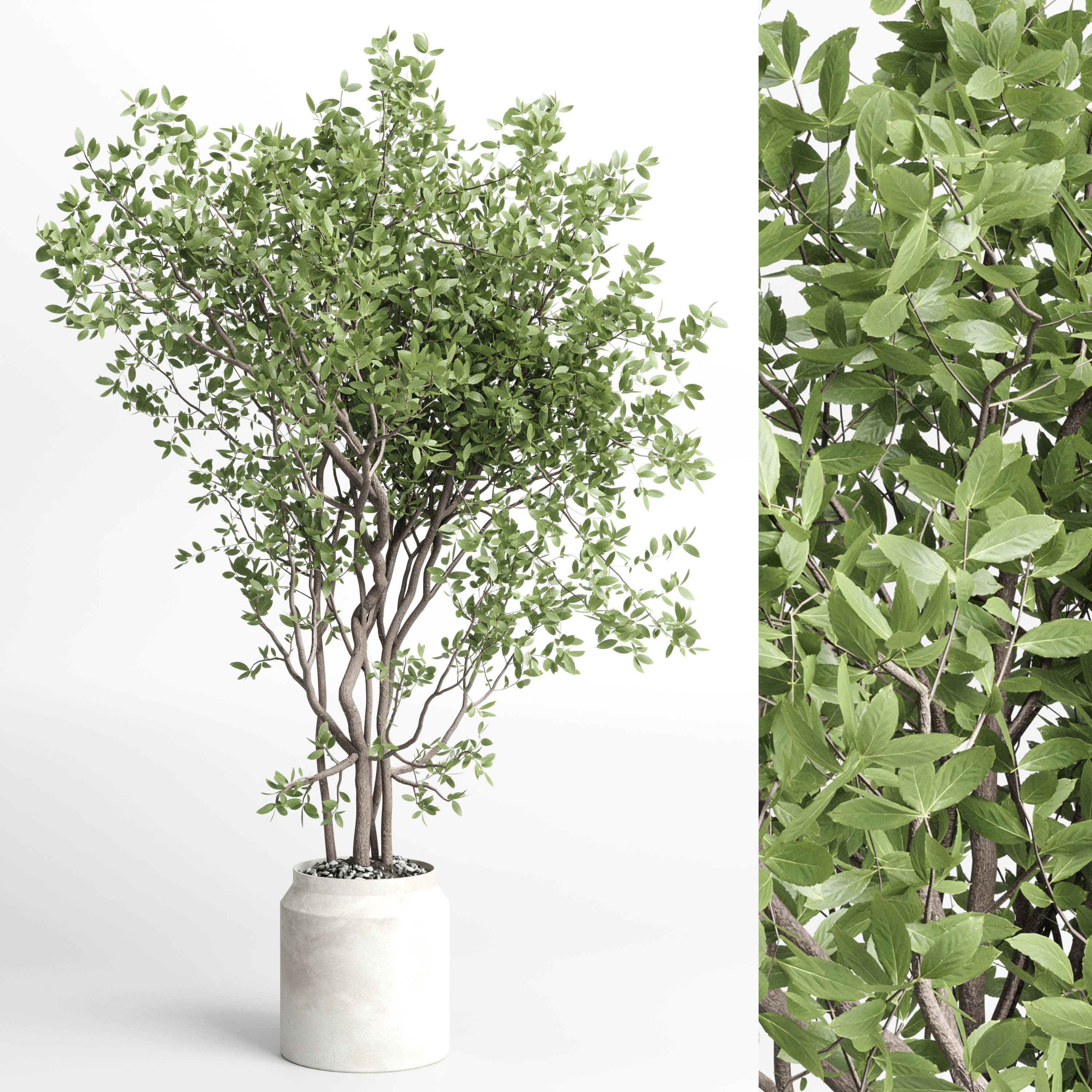 3D model Indoor plant 406 concrete dirt vase plant tree pot VR / AR ...