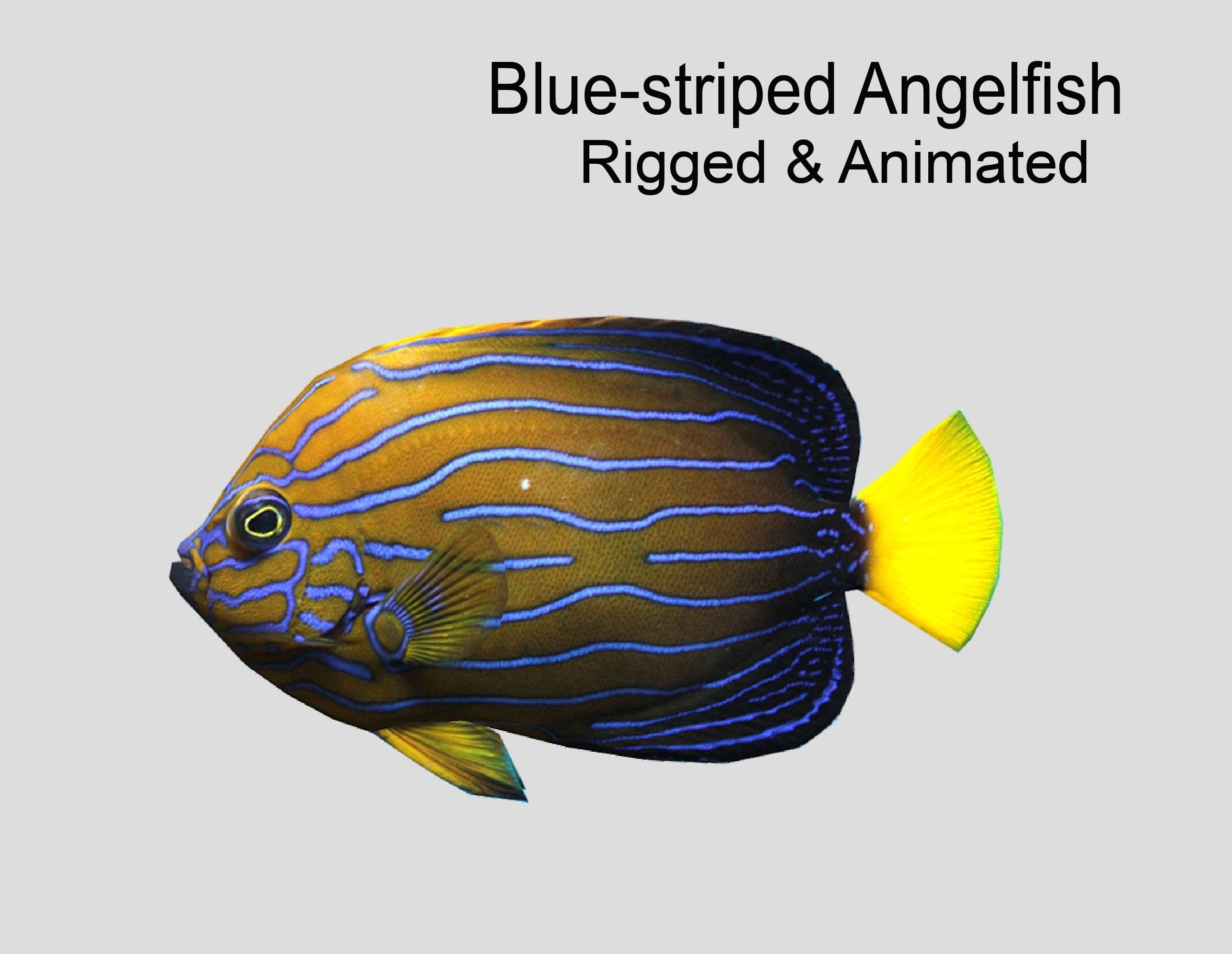 3D model Blue-striped Angelfish Realistic Animated VR / AR / low-poly ...