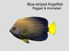 3D model Blue-striped Angelfish Realistic Animated VR / AR / low-poly ...