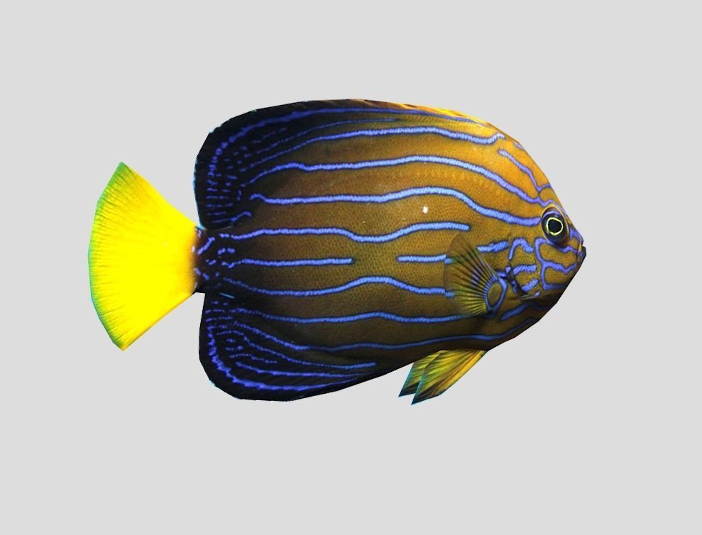 3D model Blue-striped Angelfish Realistic Animated VR / AR / low-poly ...