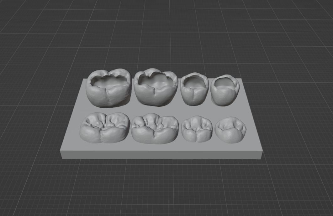 Dental training model of lower teeth 3D model | CGTrader