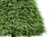 Cone shaped green coniferous Rocky Mountain Juniper trees 3D model ...