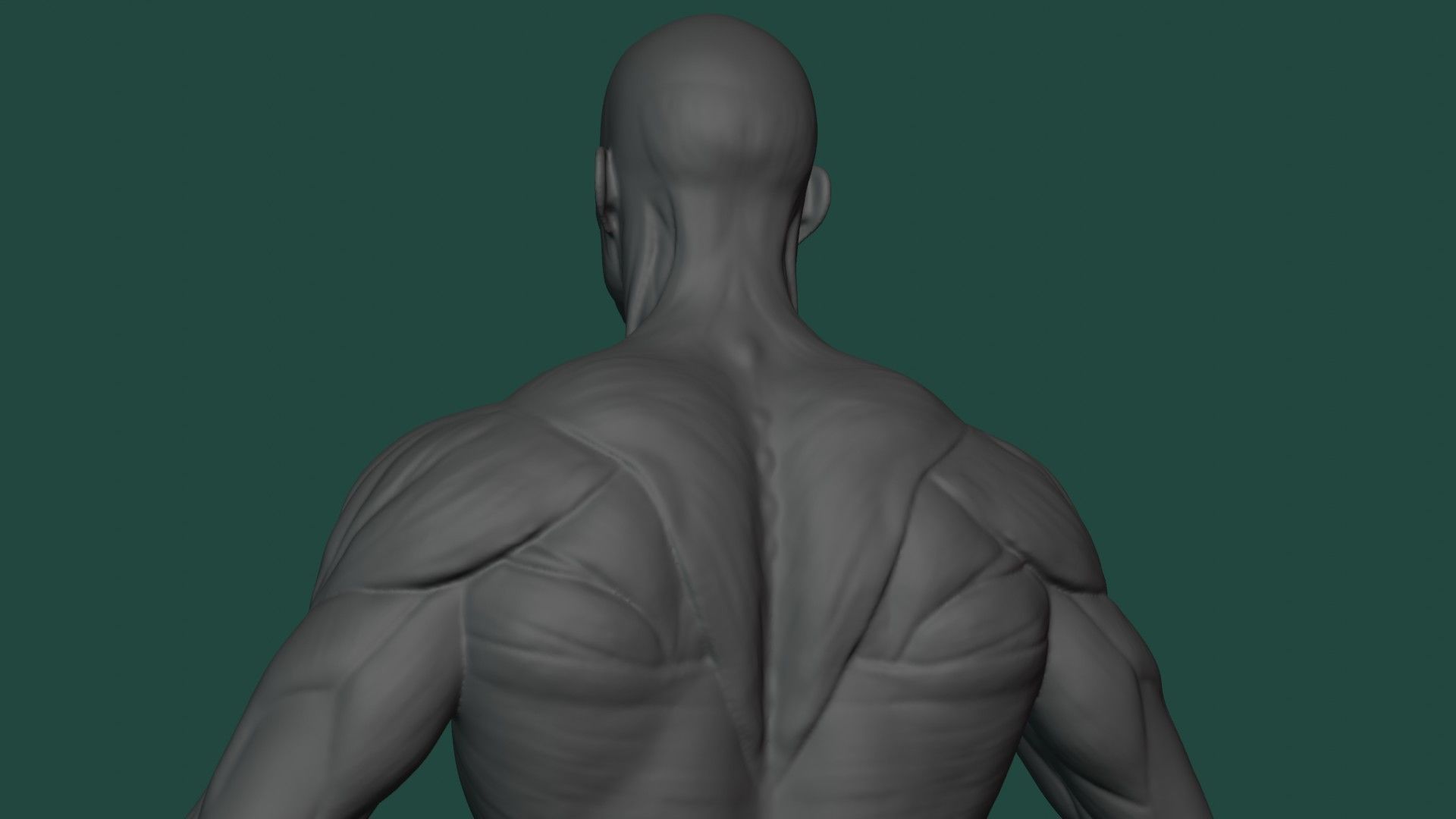 Male Anatomy 3D model | CGTrader