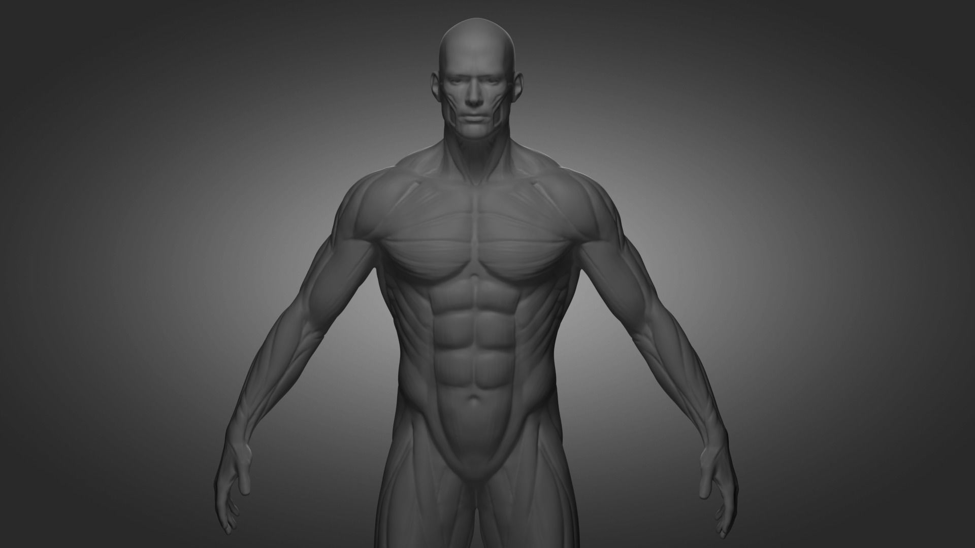 Male Anatomy 3D model | CGTrader