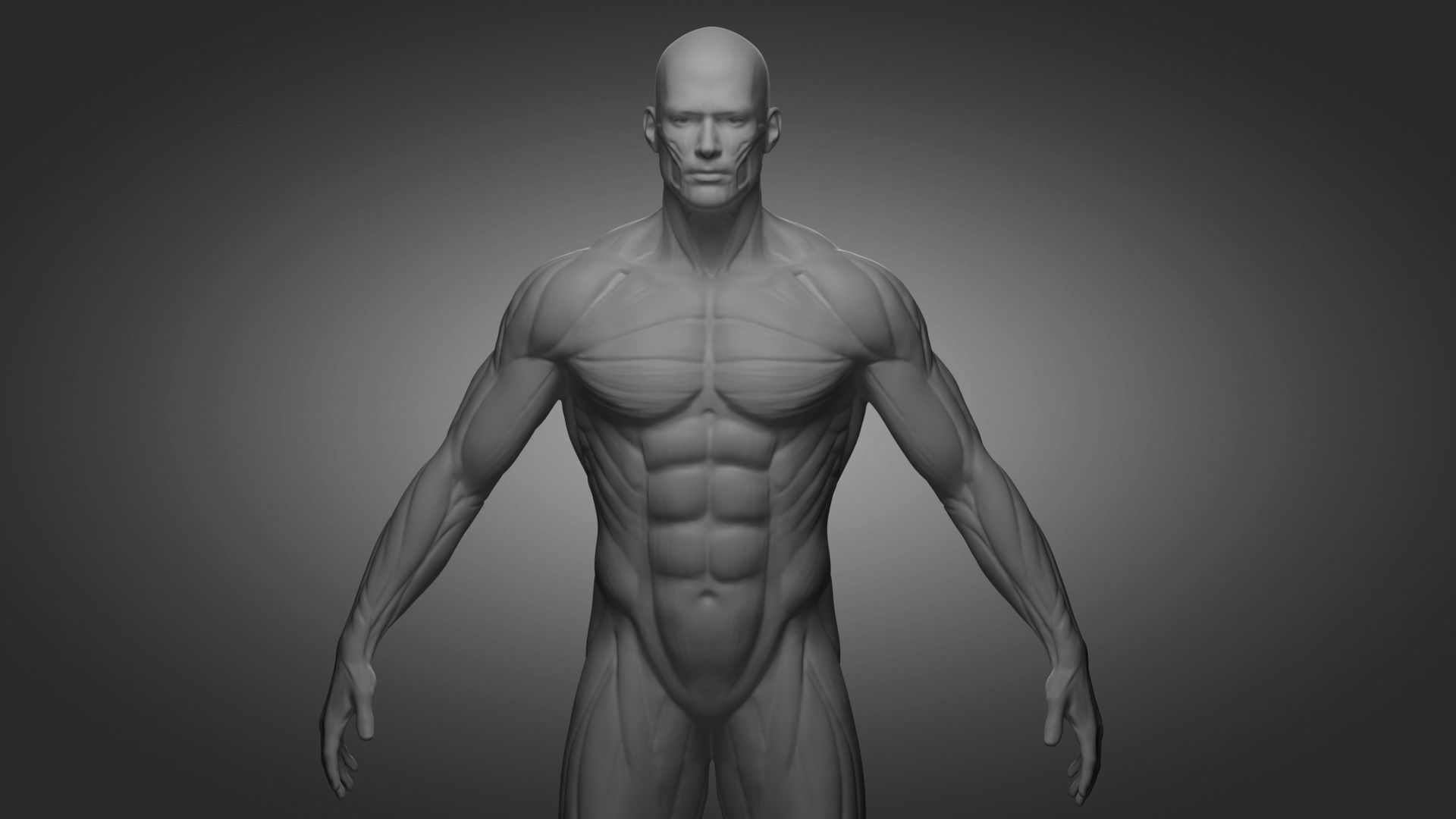 Male Anatomy 3D model | CGTrader