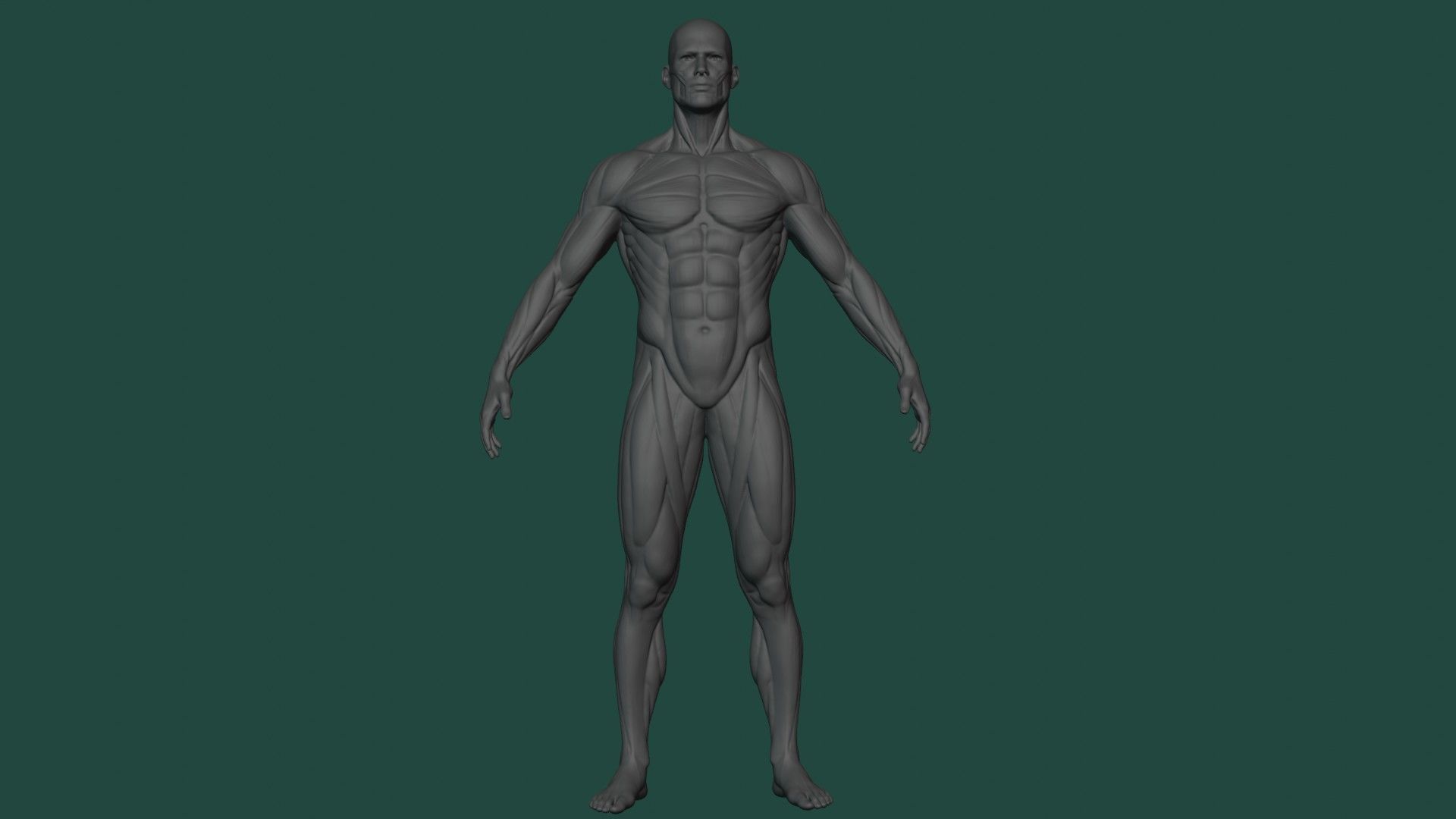 Male Anatomy 3D model | CGTrader