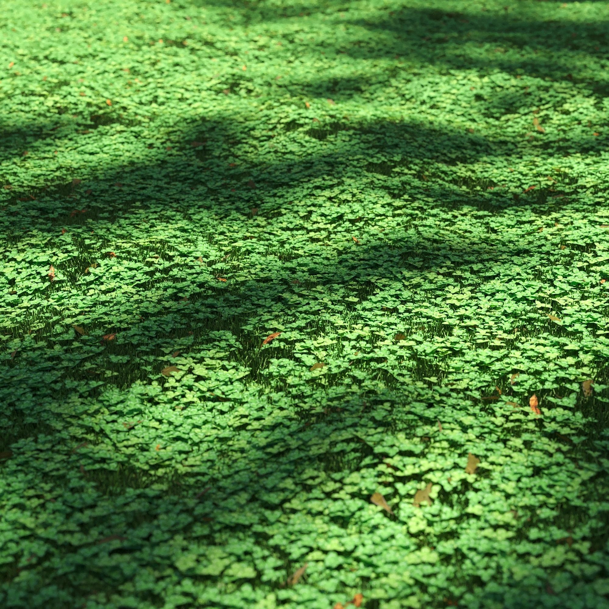 Clover lawn 3D model | CGTrader