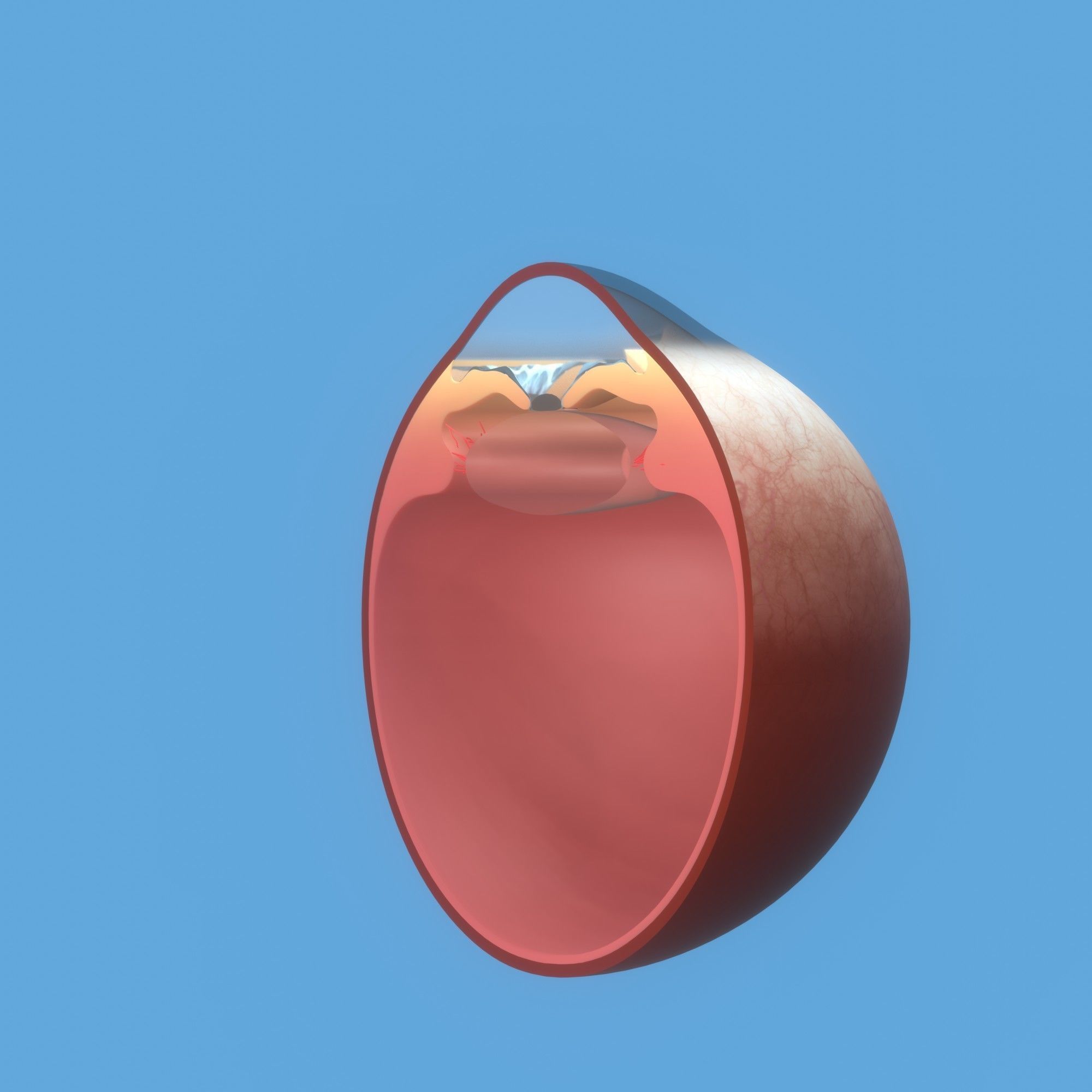 Eye ball structure 3D model animated | CGTrader
