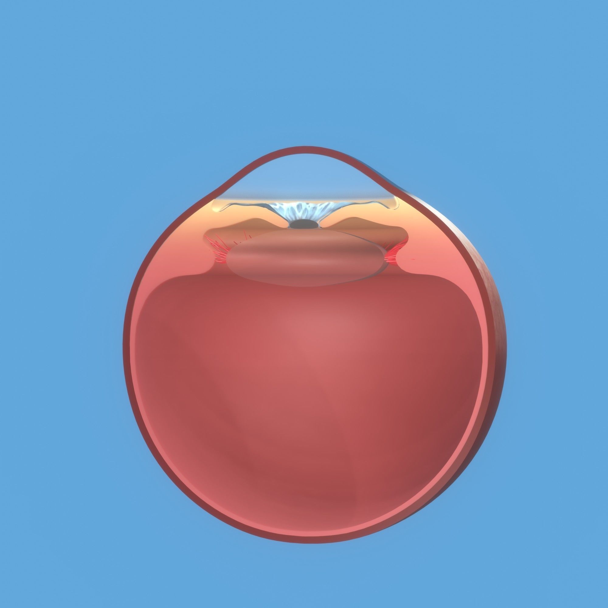 Eye ball structure 3D model animated | CGTrader