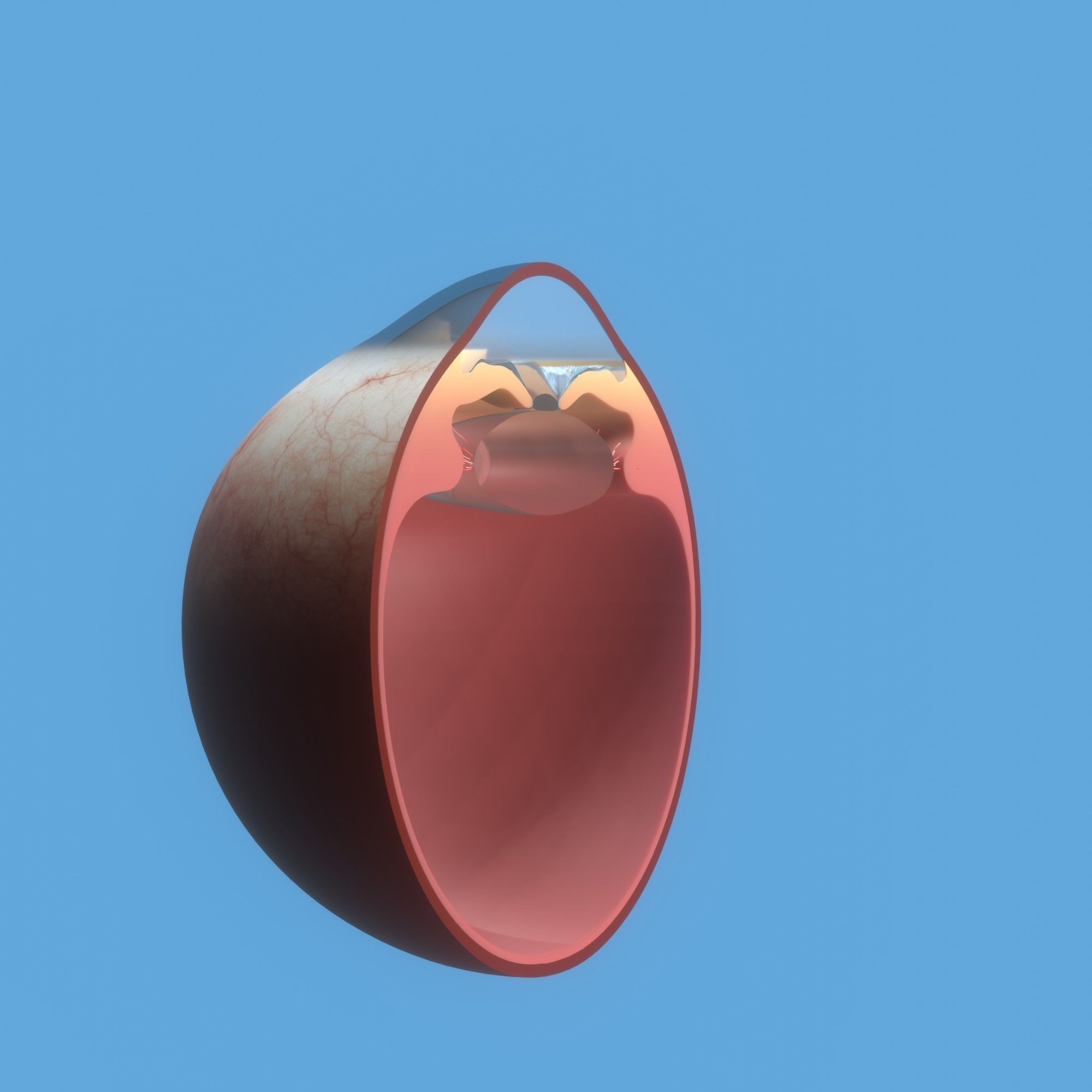 Eye ball structure 3D model animated | CGTrader